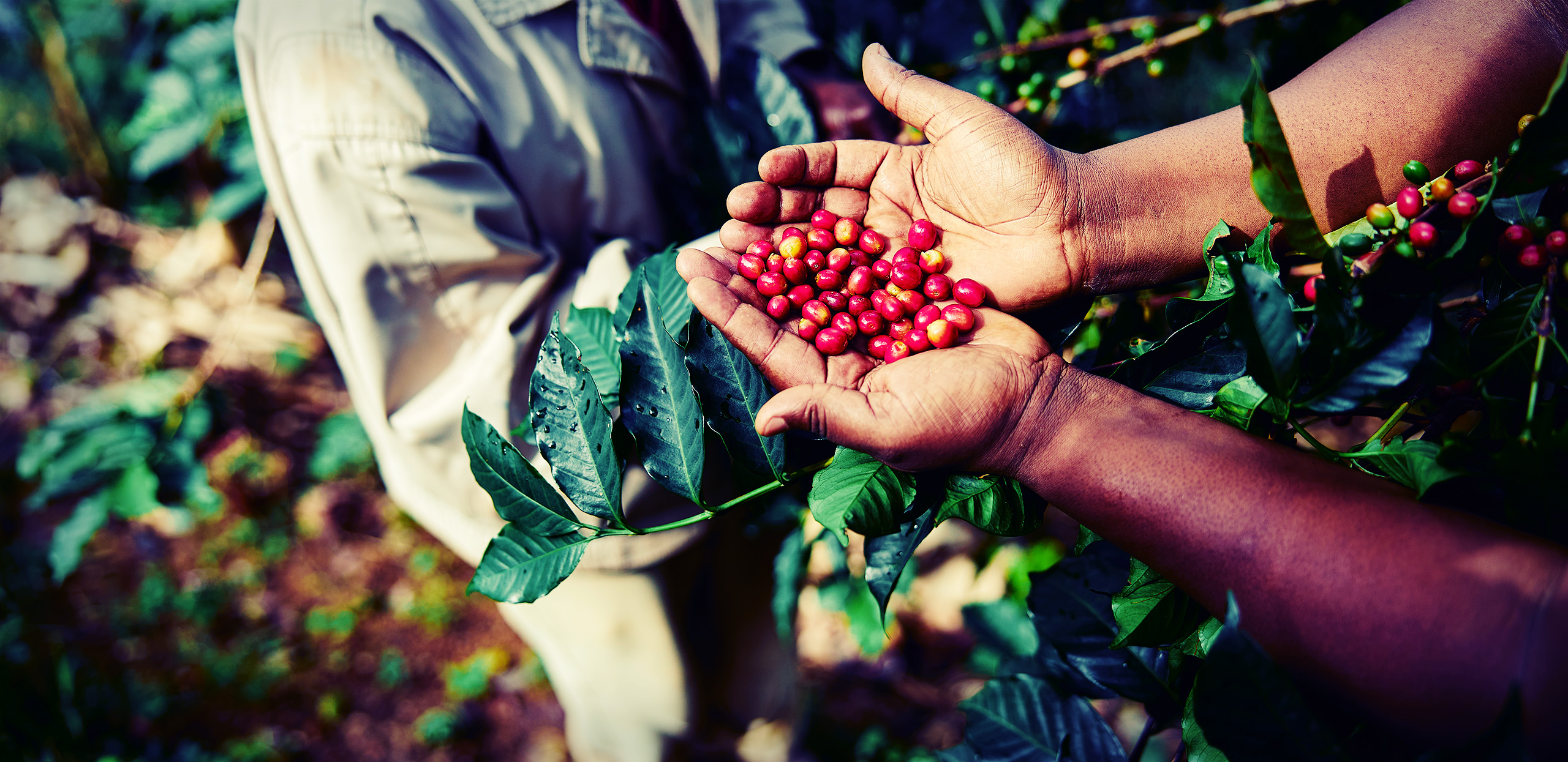 Sustainable Coffee Consumption: From Farm to Cup - CX + Sustainability